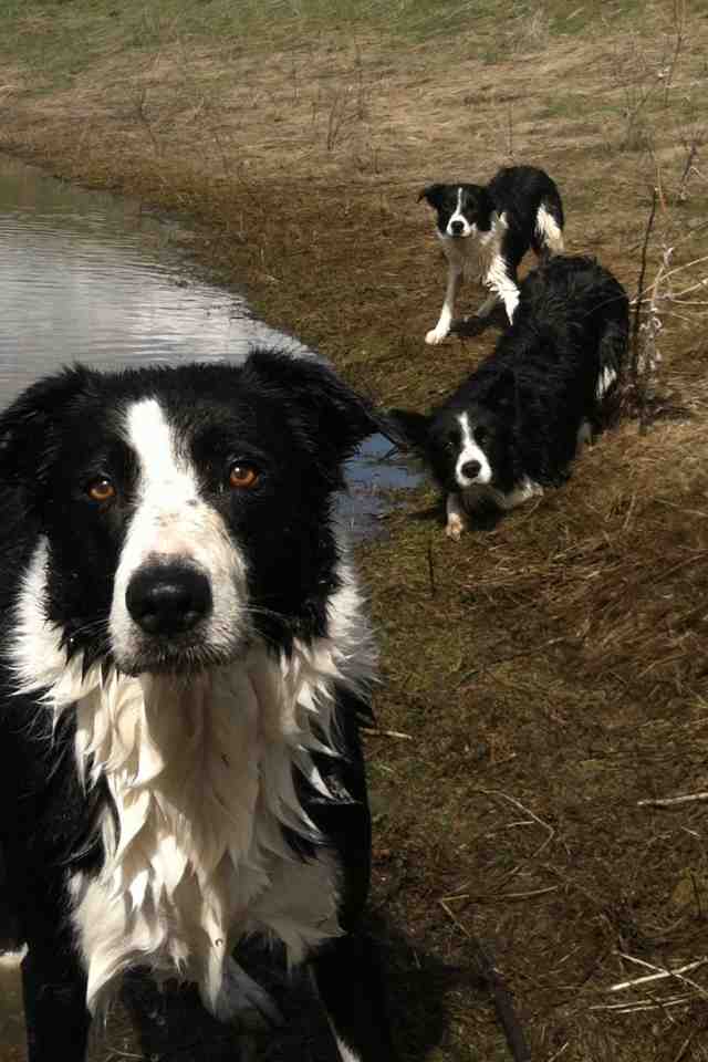 Ranch Dog Rescue – 501(c)(3) Non Profit