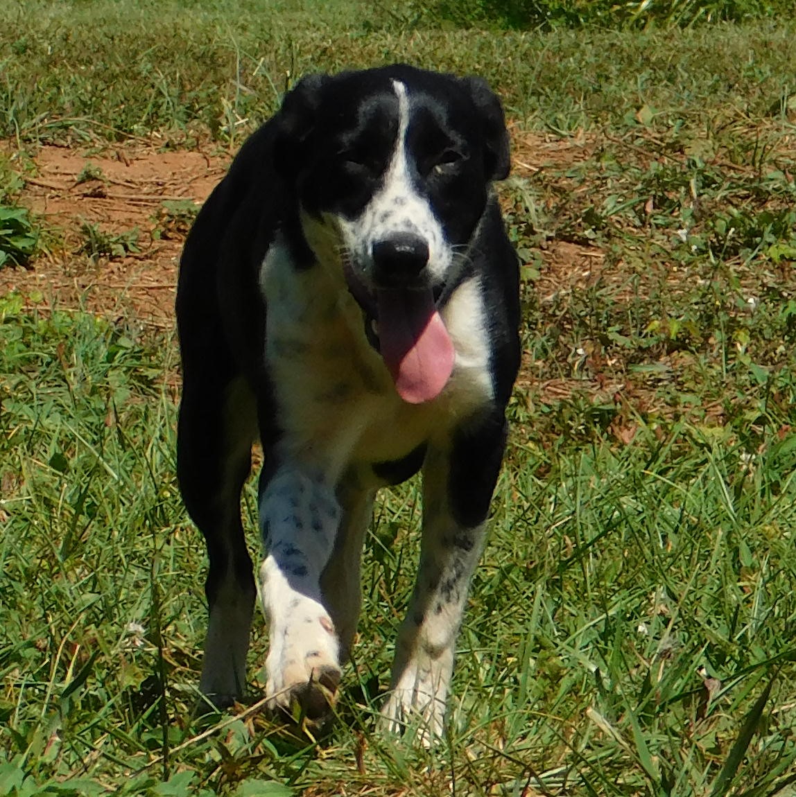 Lil’ Pete – Ranch Dog Rescue